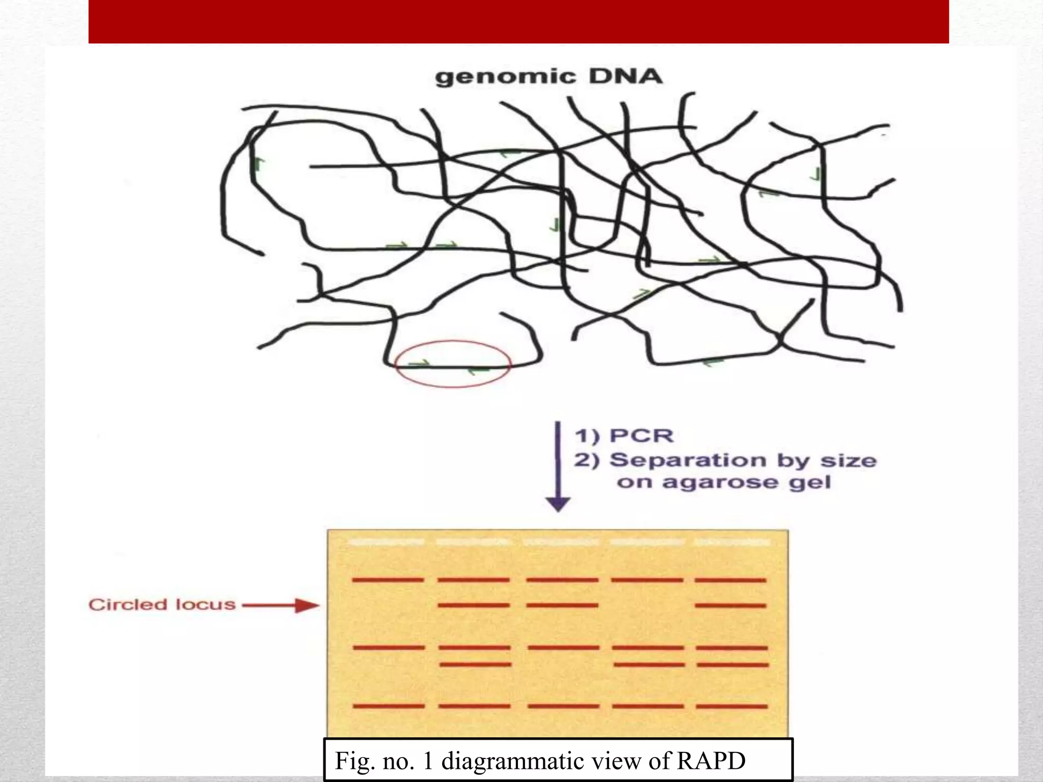 Random Amplified polymorphic DNA. RAPD | PPTX