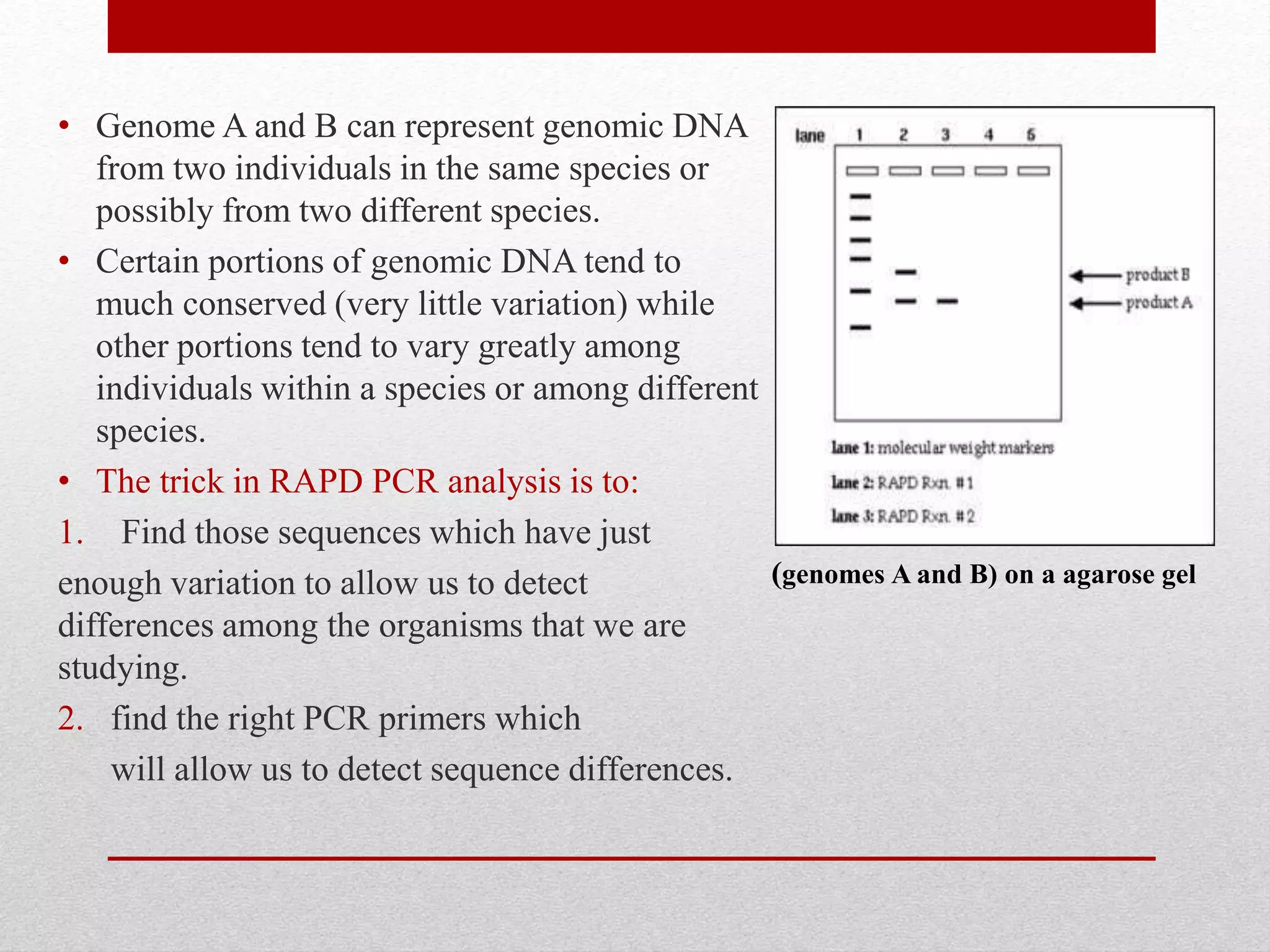 Random Amplified polymorphic DNA. RAPD | PPTX
