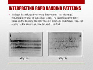Random Amplified polymorphic DNA. RAPD | PPTX