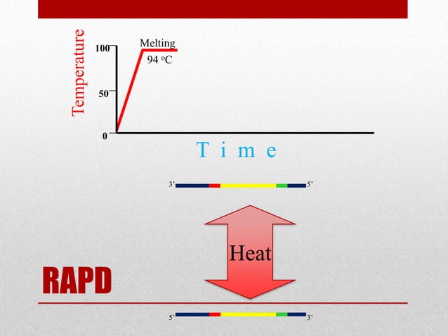 Random Amplified polymorphic DNA. RAPD | PPTX