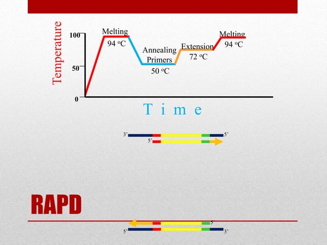 Random Amplified polymorphic DNA. RAPD | PPTX
