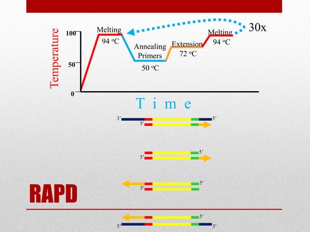 Random Amplified polymorphic DNA. RAPD | PPTX