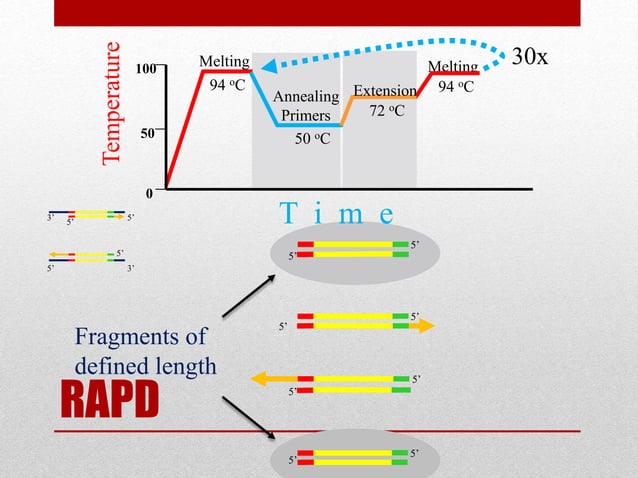 Random Amplified polymorphic DNA. RAPD | PPTX
