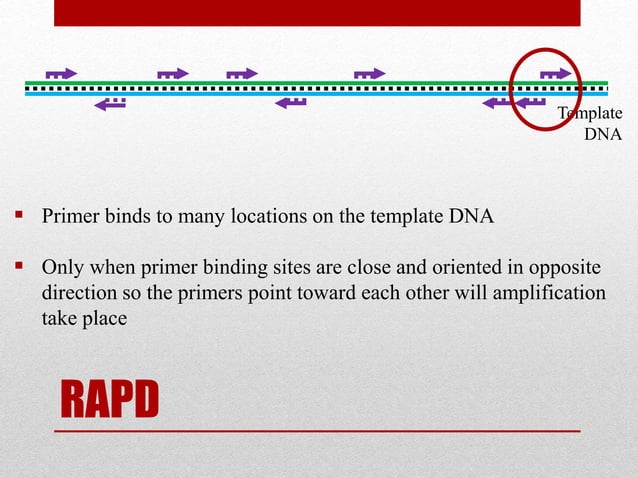 Random Amplified polymorphic DNA. RAPD | PPTX