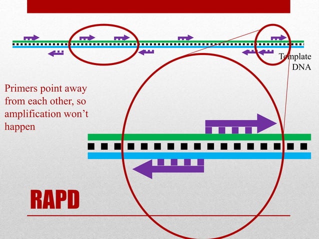 Random Amplified polymorphic DNA. RAPD | PPTX
