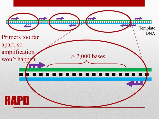 Random Amplified polymorphic DNA. RAPD | PPTX