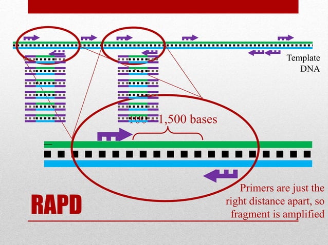 Random Amplified polymorphic DNA. RAPD | PPTX