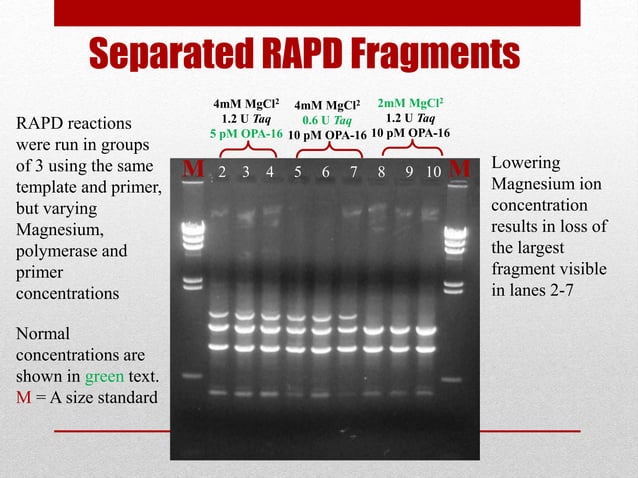 Random Amplified polymorphic DNA. RAPD | PPTX
