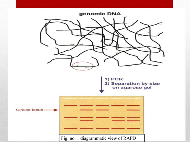 Random Amplified polymorphic DNA. RAPD | PPTX