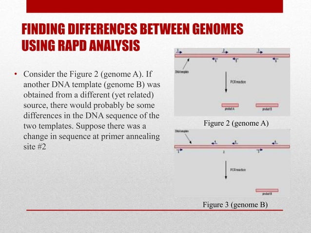 Random Amplified polymorphic DNA. RAPD | PPTX