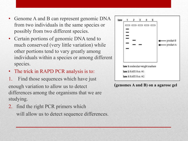 Random Amplified polymorphic DNA. RAPD | PPTX