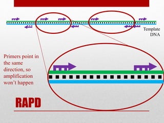 Random Amplified polymorphic DNA. RAPD | PPT