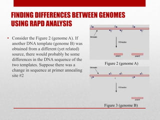 Random Amplified polymorphic DNA. RAPD | PPTX