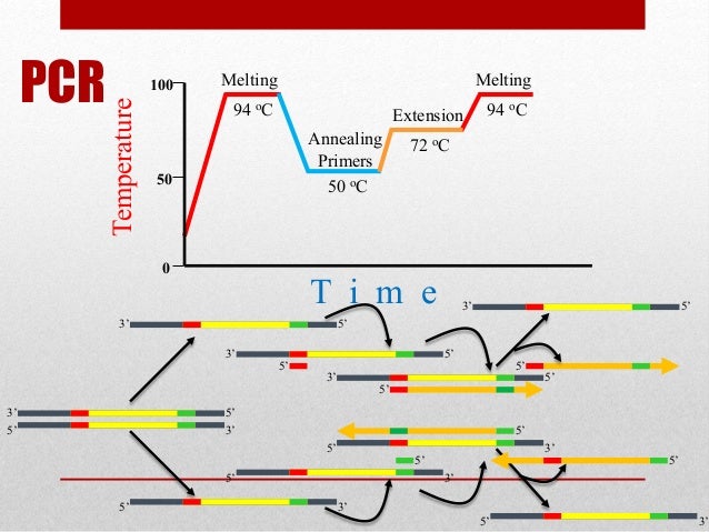 Random Amplified polymorphic DNA. RAPD