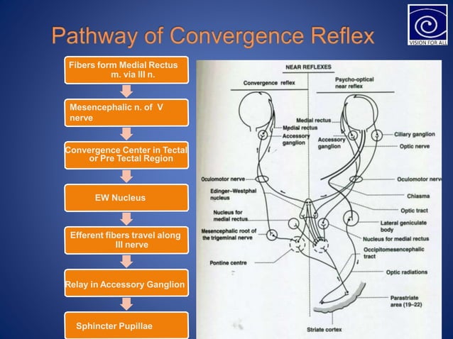 Rapd | PPTX | Eye and Vision Conditions | Diseases and Conditions