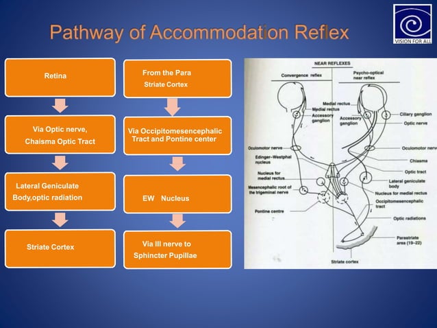 Rapd | PPTX | Eye and Vision Conditions | Diseases and Conditions
