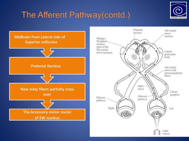 Rapd | PPTX | Eye and Vision Conditions | Diseases and Conditions