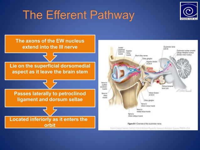Rapd | PPTX | Eye and Vision Conditions | Diseases and Conditions