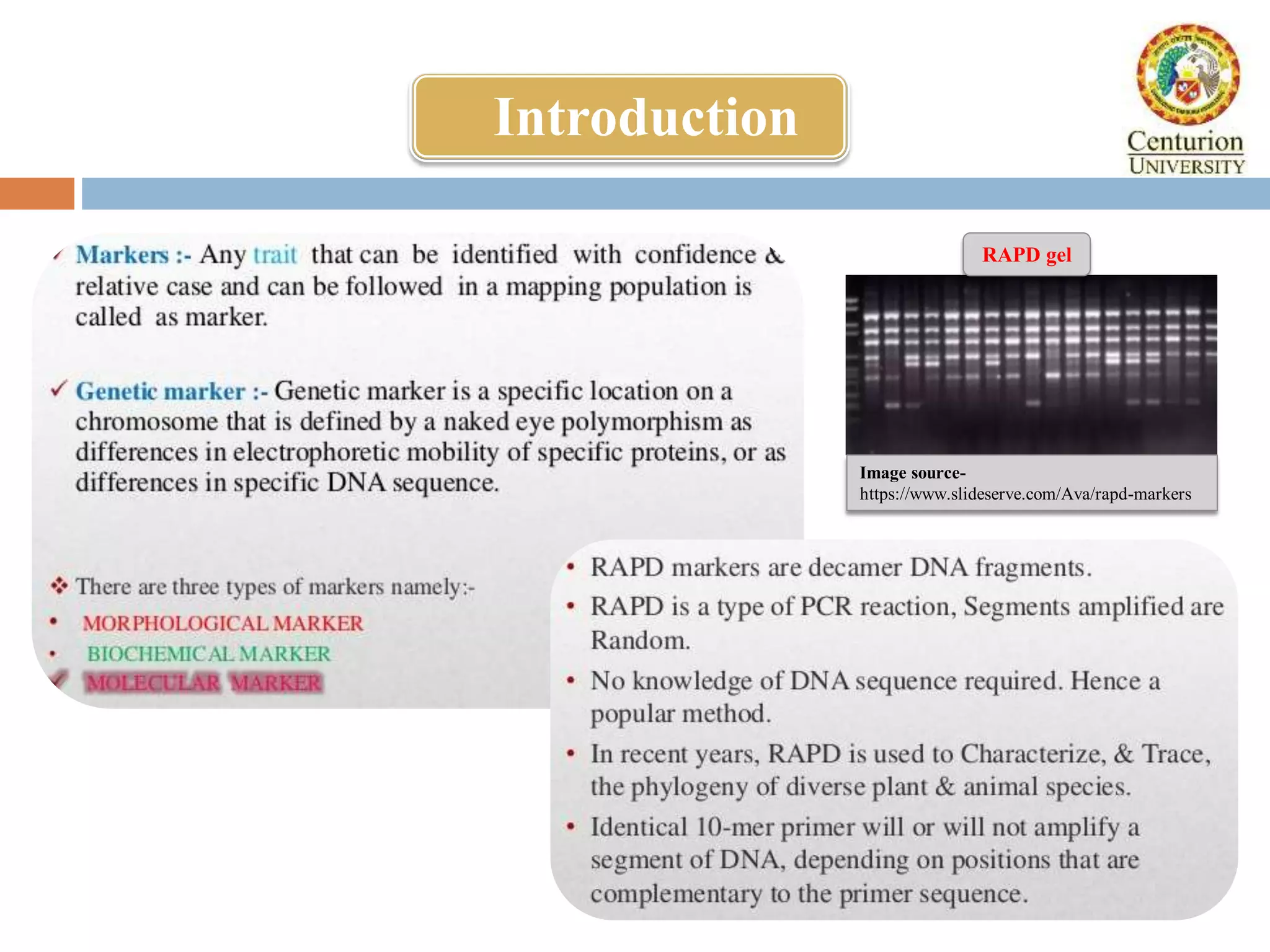 Rapd and its application | PDF