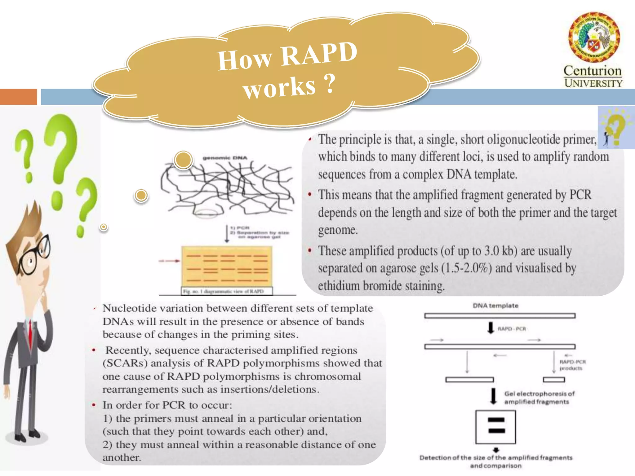 Rapd and its application | PDF