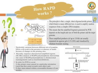 Rapd and its application | PDF