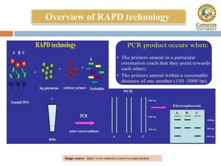 Rapd and its application | PDF