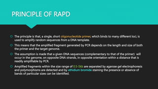 RAPD-Aiswariya S A.pptx