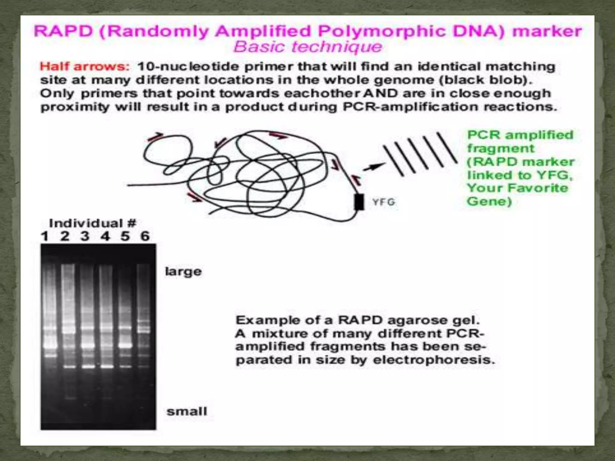 RAPD, AFLP AND RFLP ANALYSIS | PPTX