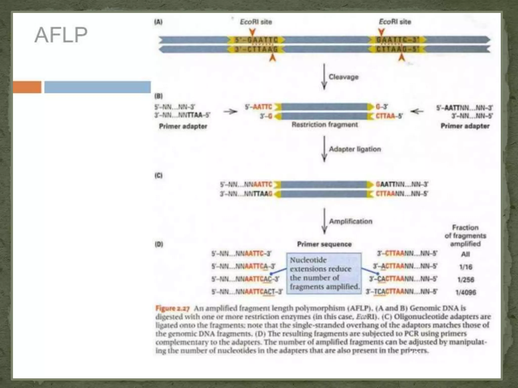 RAPD, AFLP AND RFLP ANALYSIS | PPTX