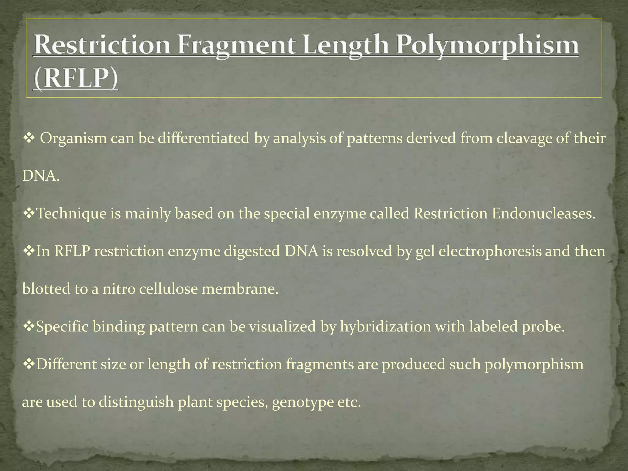 RAPD, AFLP AND RFLP ANALYSIS | PPTX