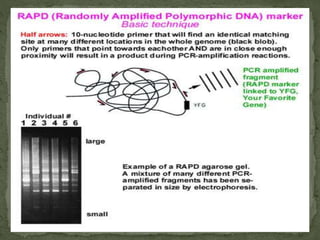 RAPD, AFLP AND RFLP ANALYSIS | PPTX | Genetics | Science