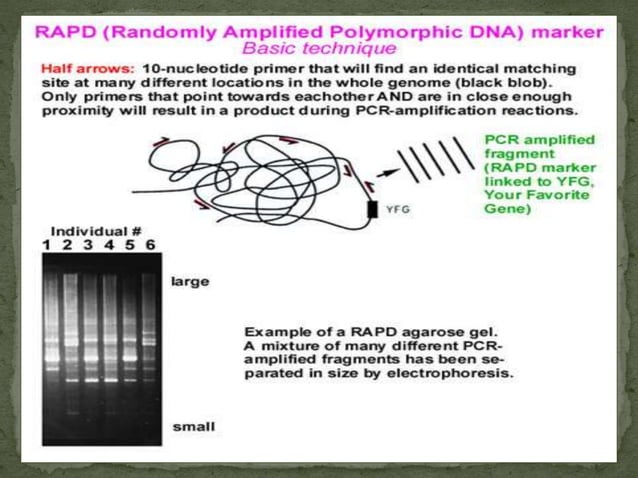 RAPD, AFLP AND RFLP ANALYSIS | PPTX | Genetics | Science