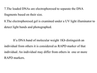 Rapd and rflp | PPTX