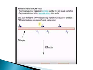 RAPD PCR for probiotic strain typing | PPT