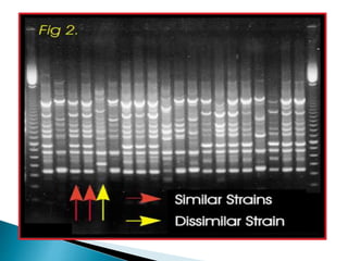 RAPD PCR for probiotic strain typing | PPT