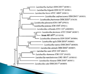 RAPD PCR for probiotic strain typing | PPT