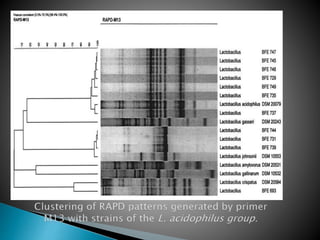 RAPD PCR for probiotic strain typing | PPT