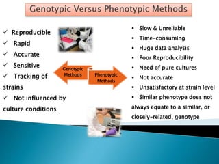 RAPD PCR for probiotic strain typing | PPT