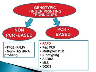 RAPD PCR for probiotic strain typing | PPT