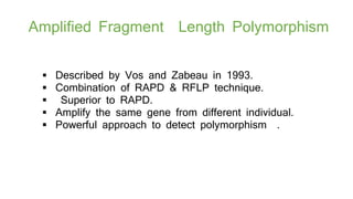 Rapd,pcr,aflp presentation | PPT