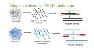 Rapd,pcr,aflp presentation | PPT