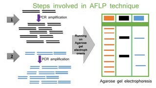 Rapd,pcr,aflp presentation | PPT