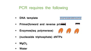 Rapd,pcr,aflp presentation | PPTX