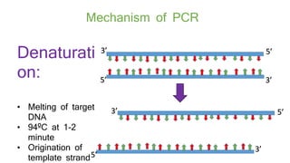 Rapd,pcr,aflp presentation | PPTX