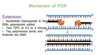 Rapd,pcr,aflp presentation | PPT