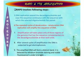 Rapd Ppt | PPT