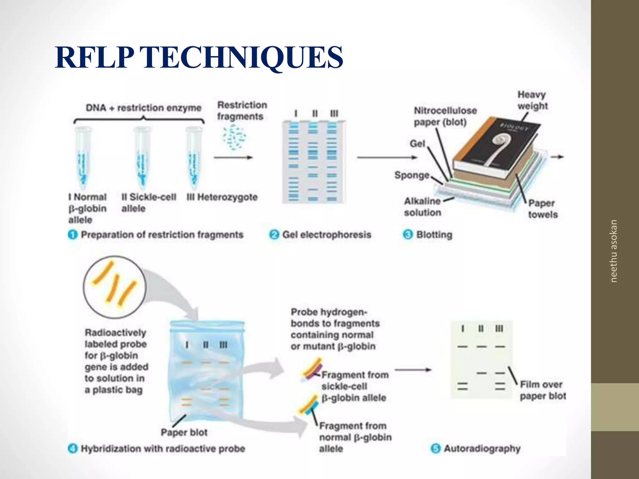 RAPD, RFLP | PPTX