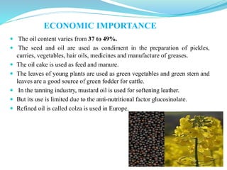 RAPESEED in the agriculture ecosystem .pptx