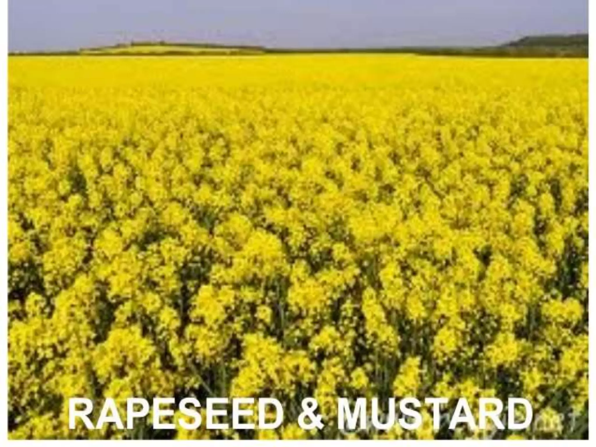 Rapeseed and mustard oil | PPTX