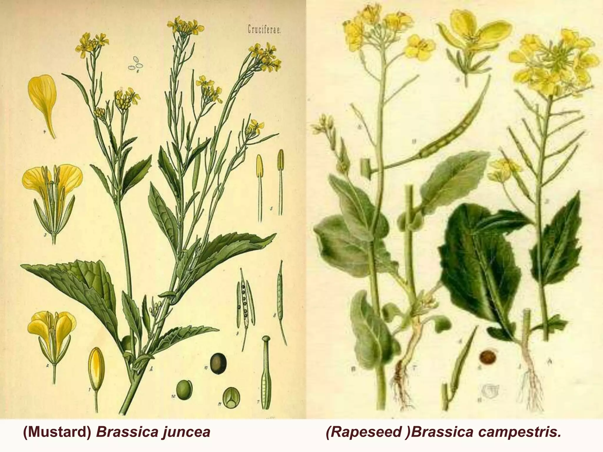 Rapeseed & Mustard ppt by Haseena Shabnam | PPTX
